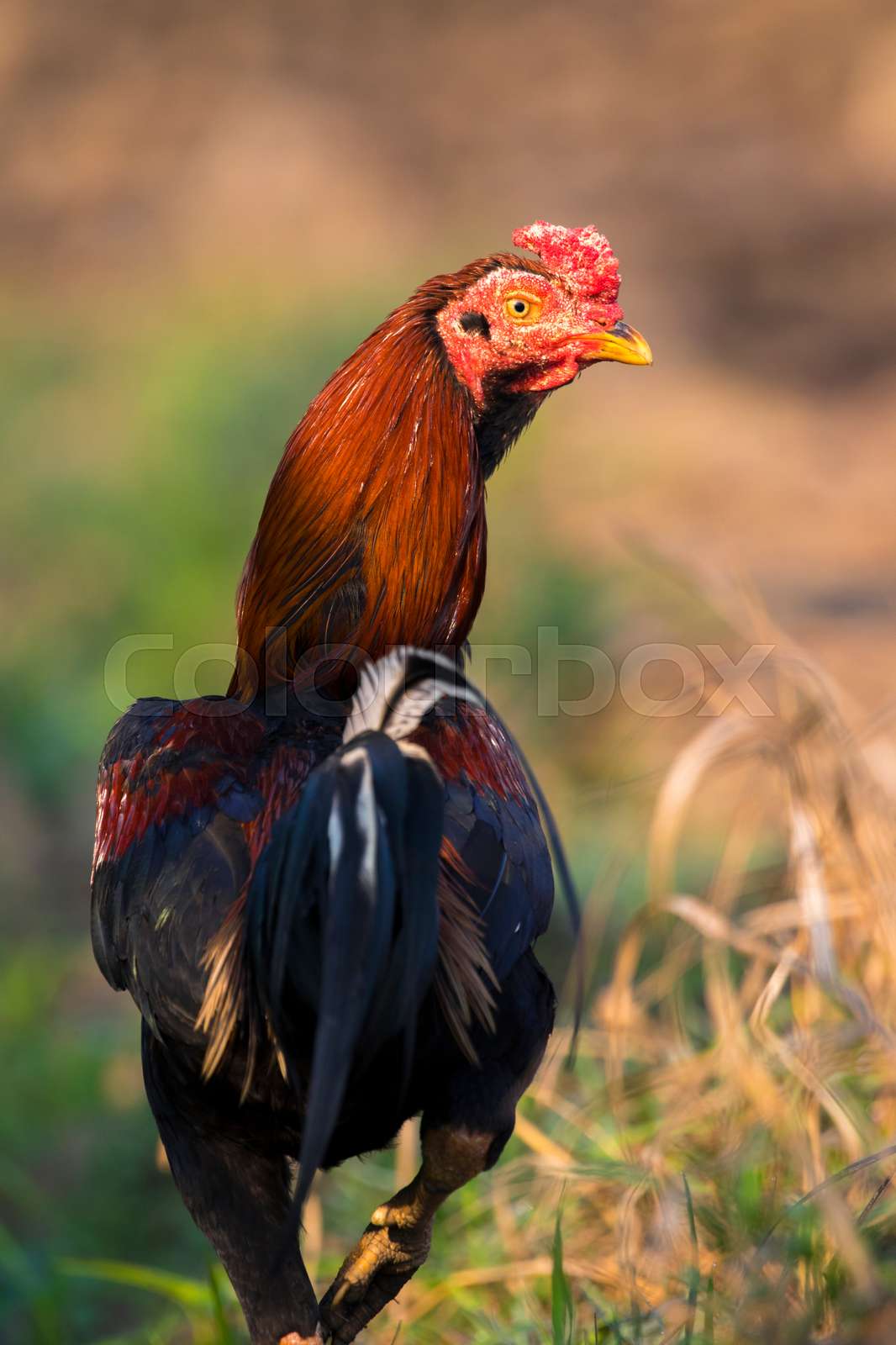 Image of rooster in green field. Farm Animals. | Stock image | Colourbox