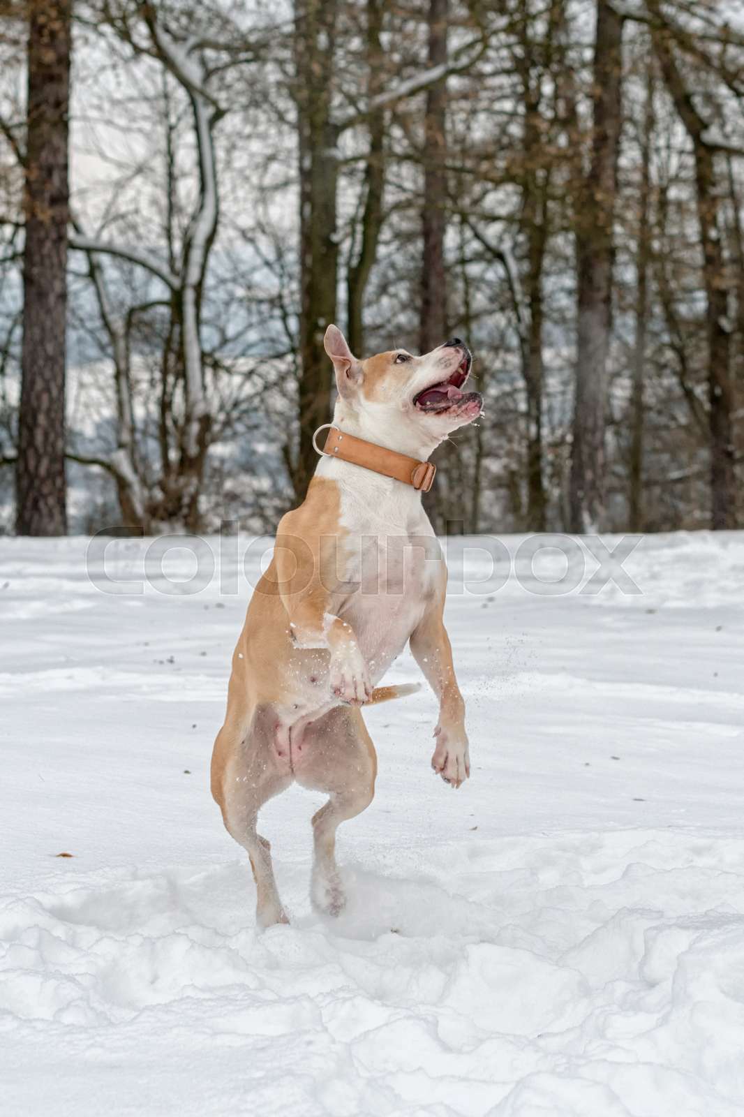 Staffordshire bull terrier in the jump | Stock image | Colourbox