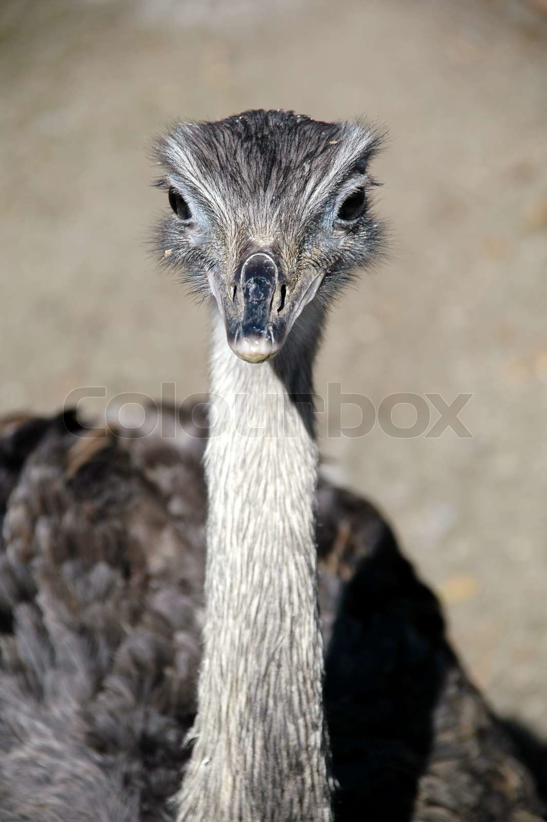 Emu looking | Stock image | Colourbox