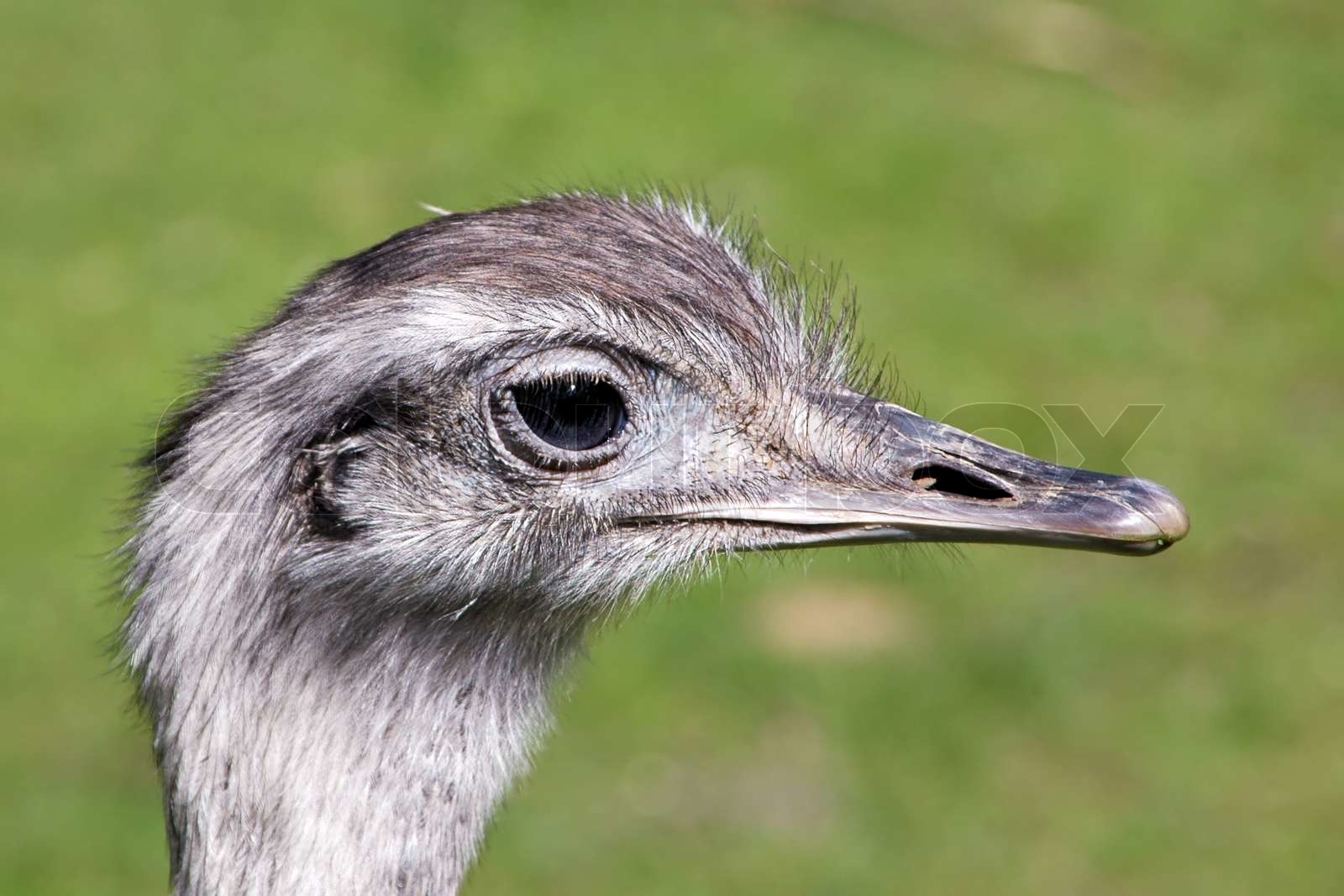 Emu in profile | Stock image | Colourbox
