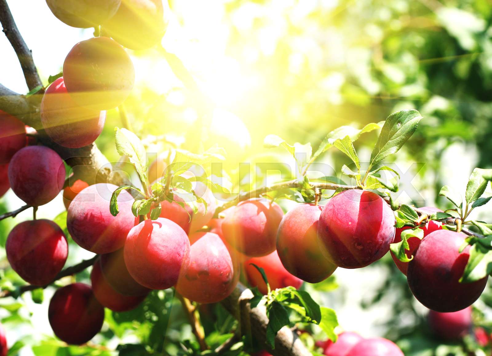 a branch of fresh juicy plums on the midday sun | Stock image | Colourbox