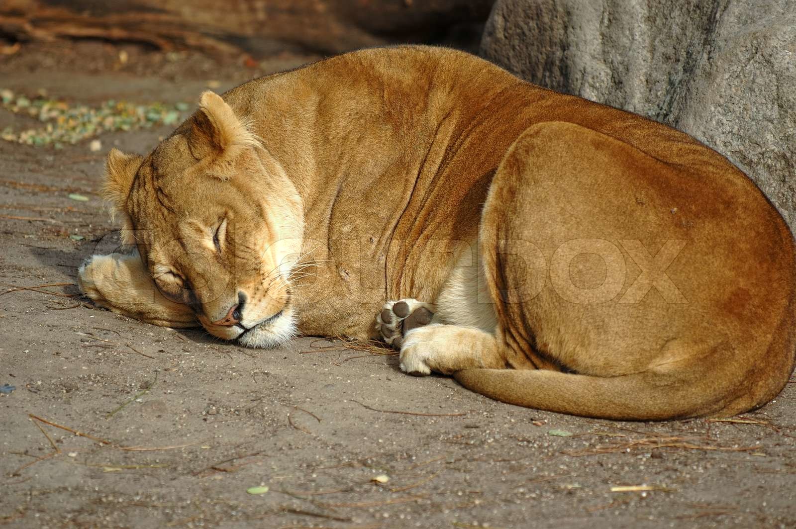 Lion resting in the sun | Stock image | Colourbox
