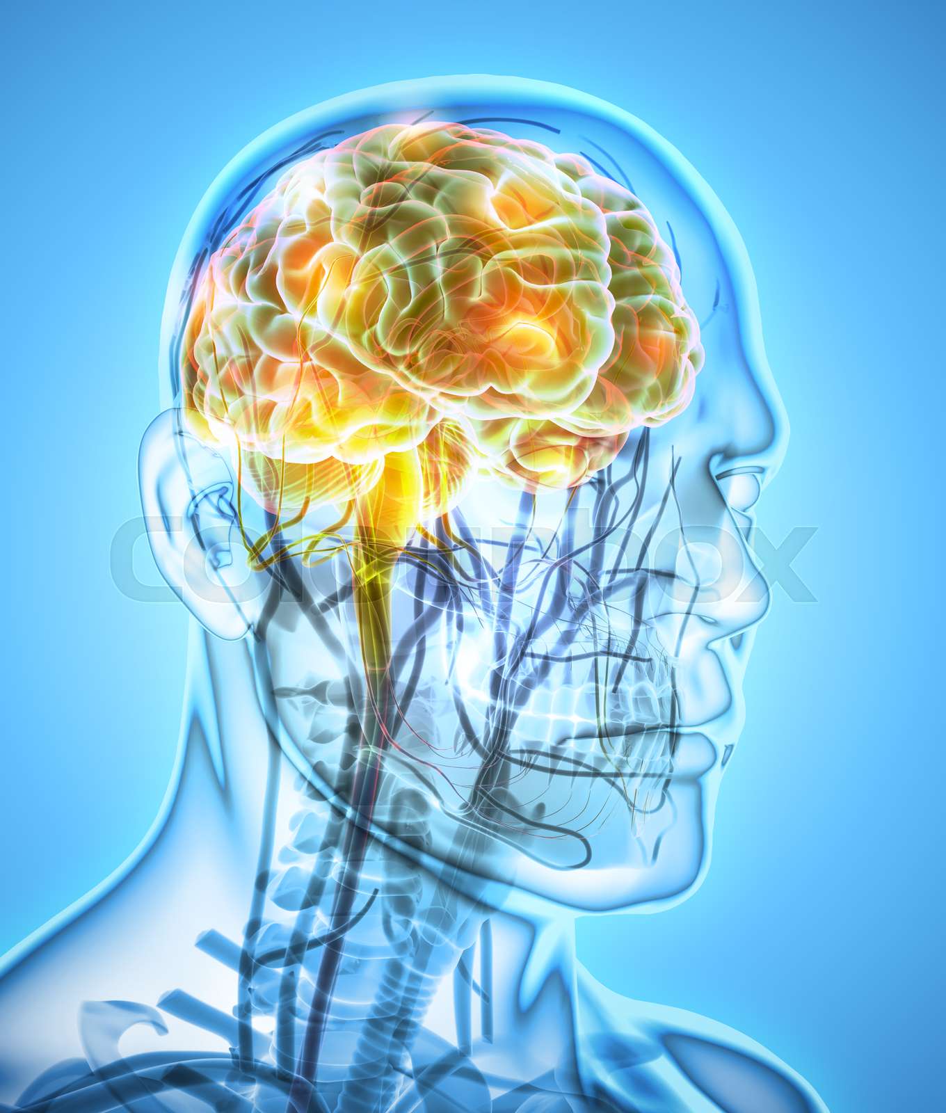 Human Internal Organic - Brain. | Stock image | Colourbox