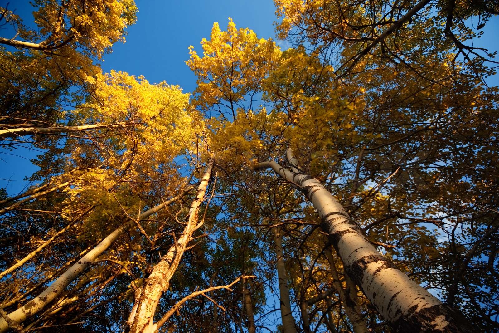 Aspen Trees in Fall and sunset | Stock image | Colourbox