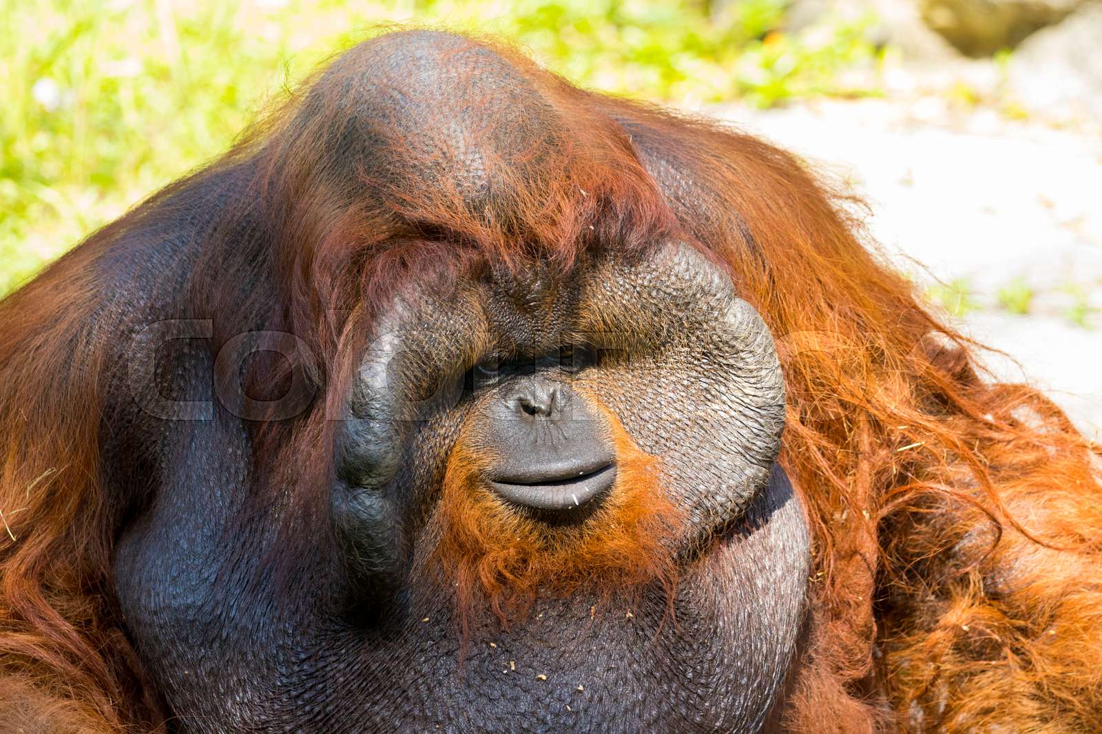 Image of a big male orangutan orange monkey. Wild Animals. | Stock ...