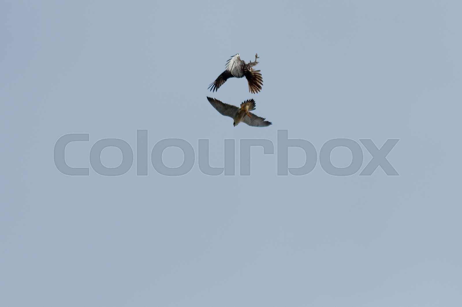 Peregrine falcons flying together | Stock image | Colourbox
