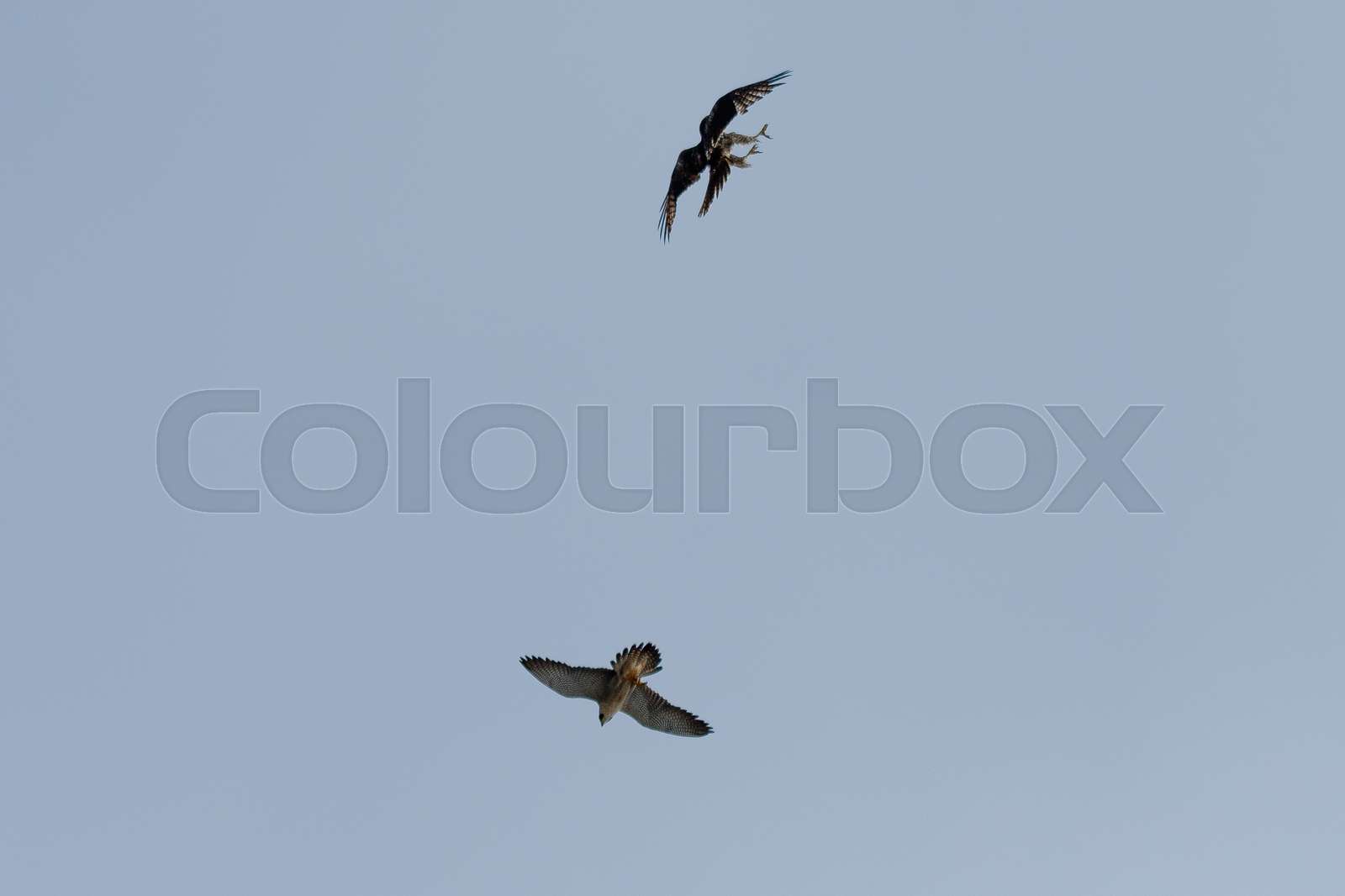 Peregrine falcons flying together | Stock image | Colourbox