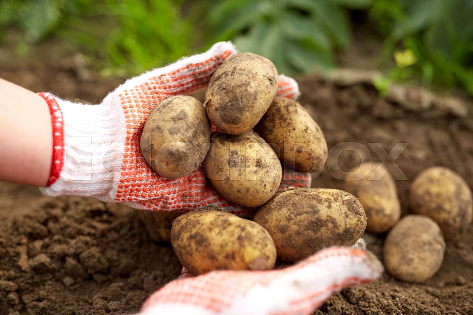 farmer with potatoes at farm garden | Stock image | Colourbox