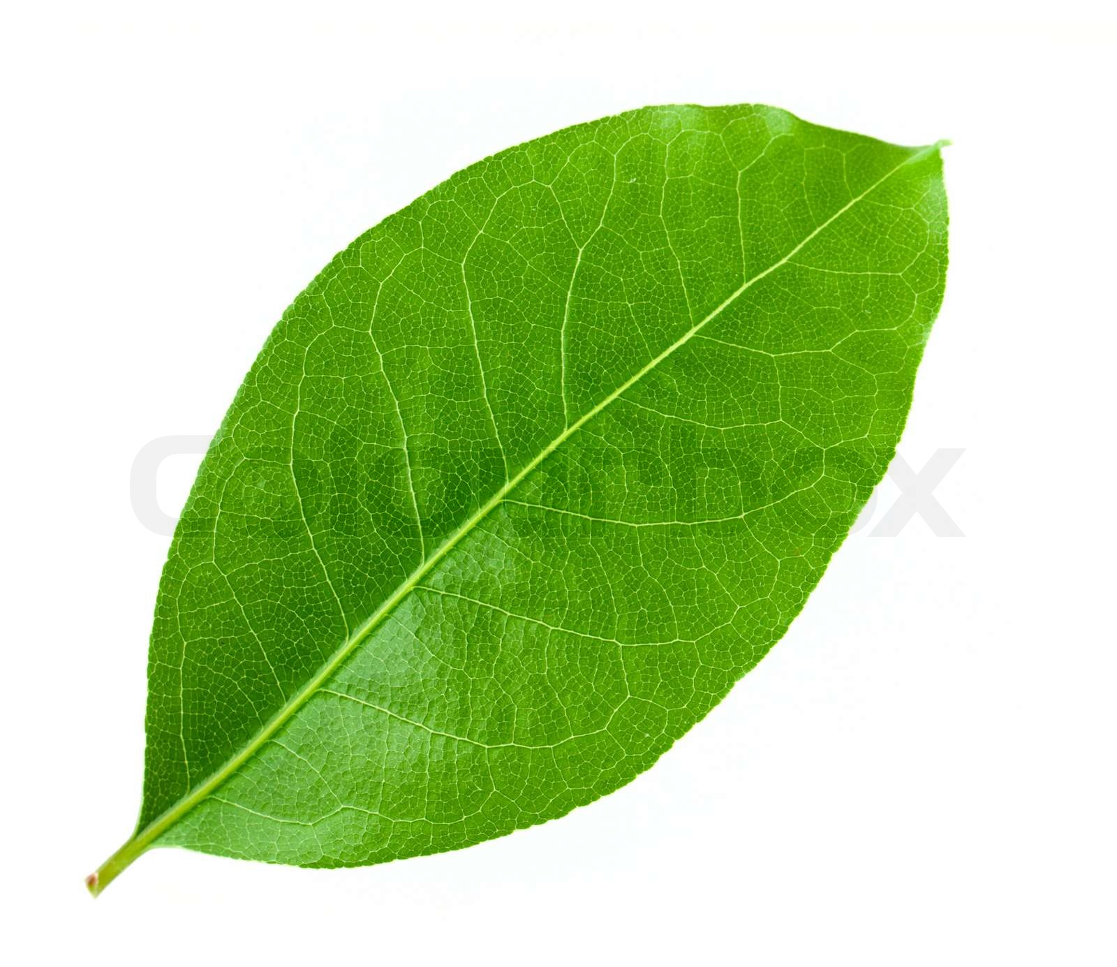 Laurbærblad isoleret på hvid baggrund | Stock foto | Colourbox