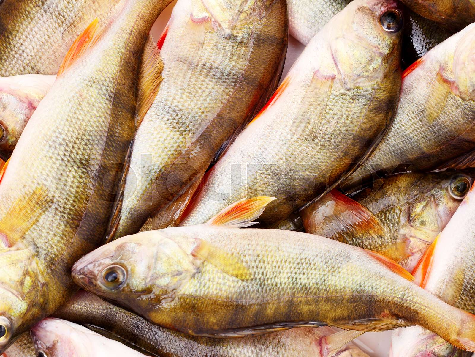 Perches on white. | Stock image | Colourbox