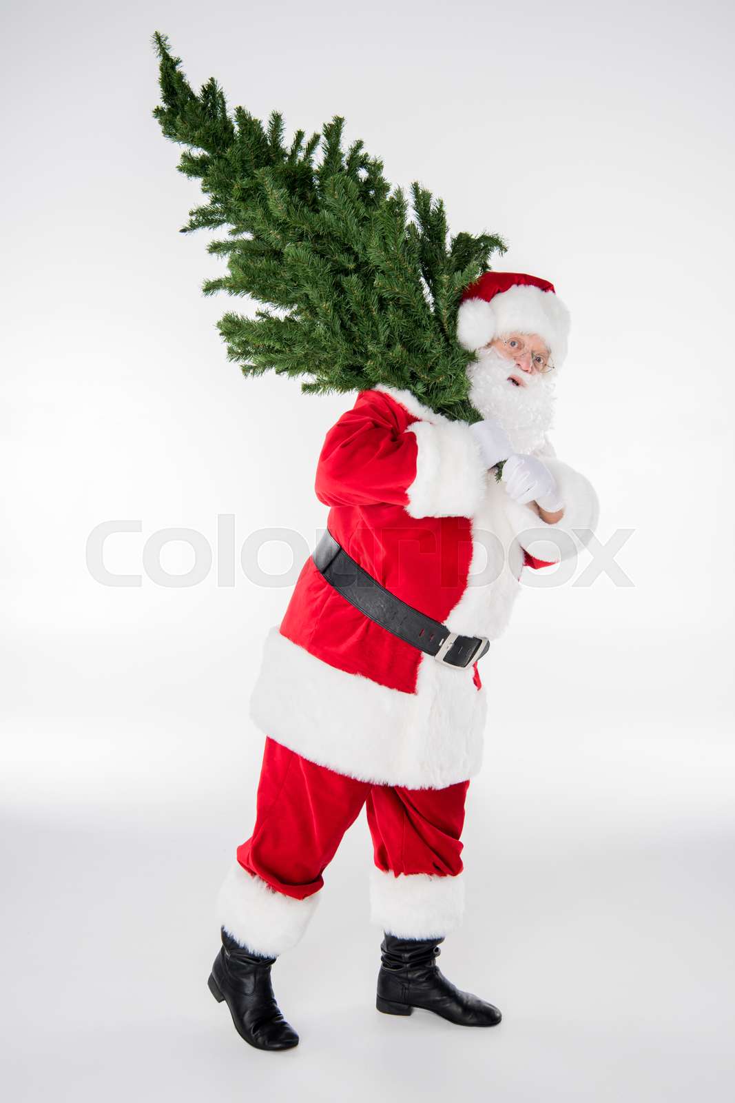 Santa Claus carrying fir tree | Stock image | Colourbox