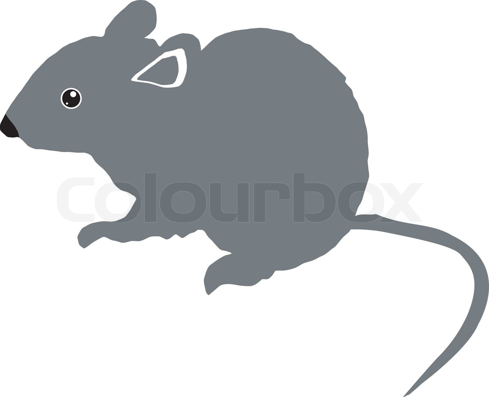 graue Maus | Stock-Vektor | Colourbox