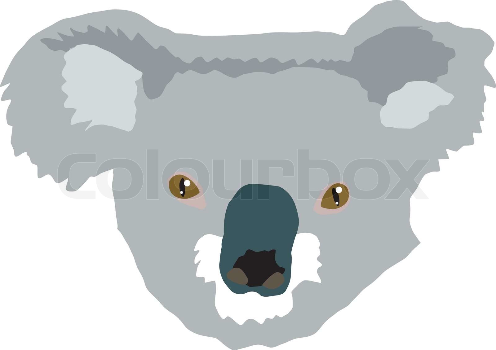 Koala | Stock-Vektor | Colourbox