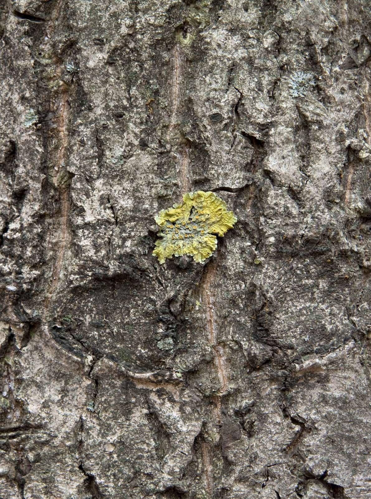 Peel tree with growing close up | Stock image | Colourbox