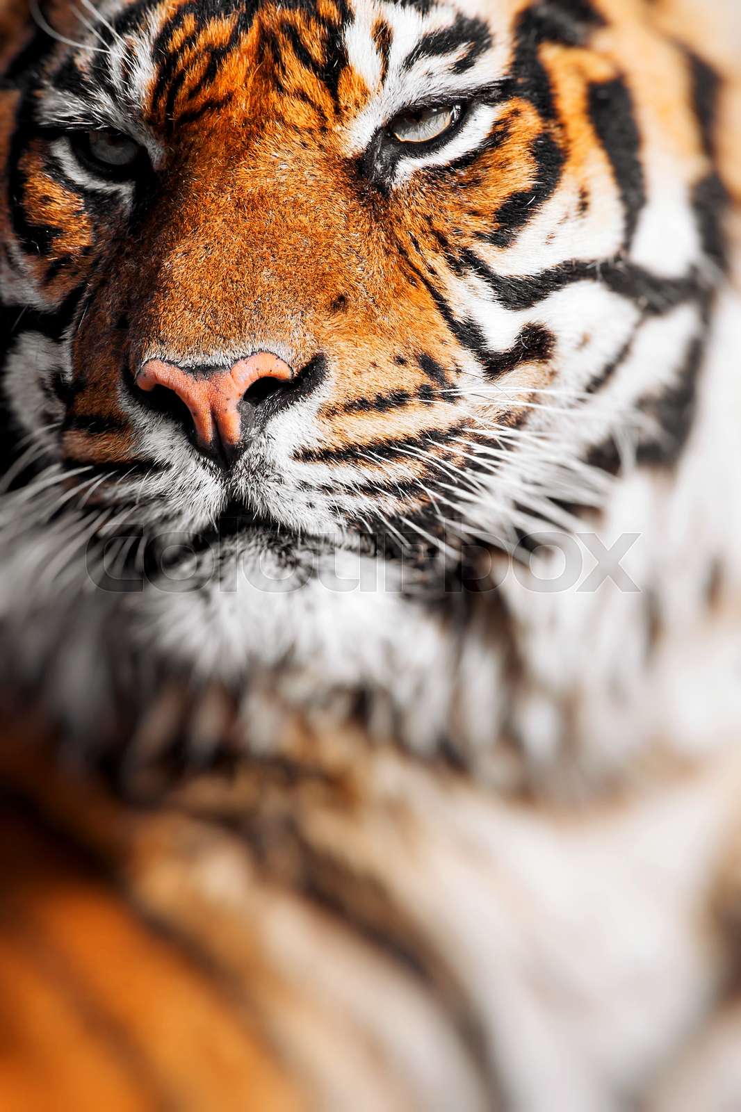 Close-up of a Tigers face. | Stock image | Colourbox