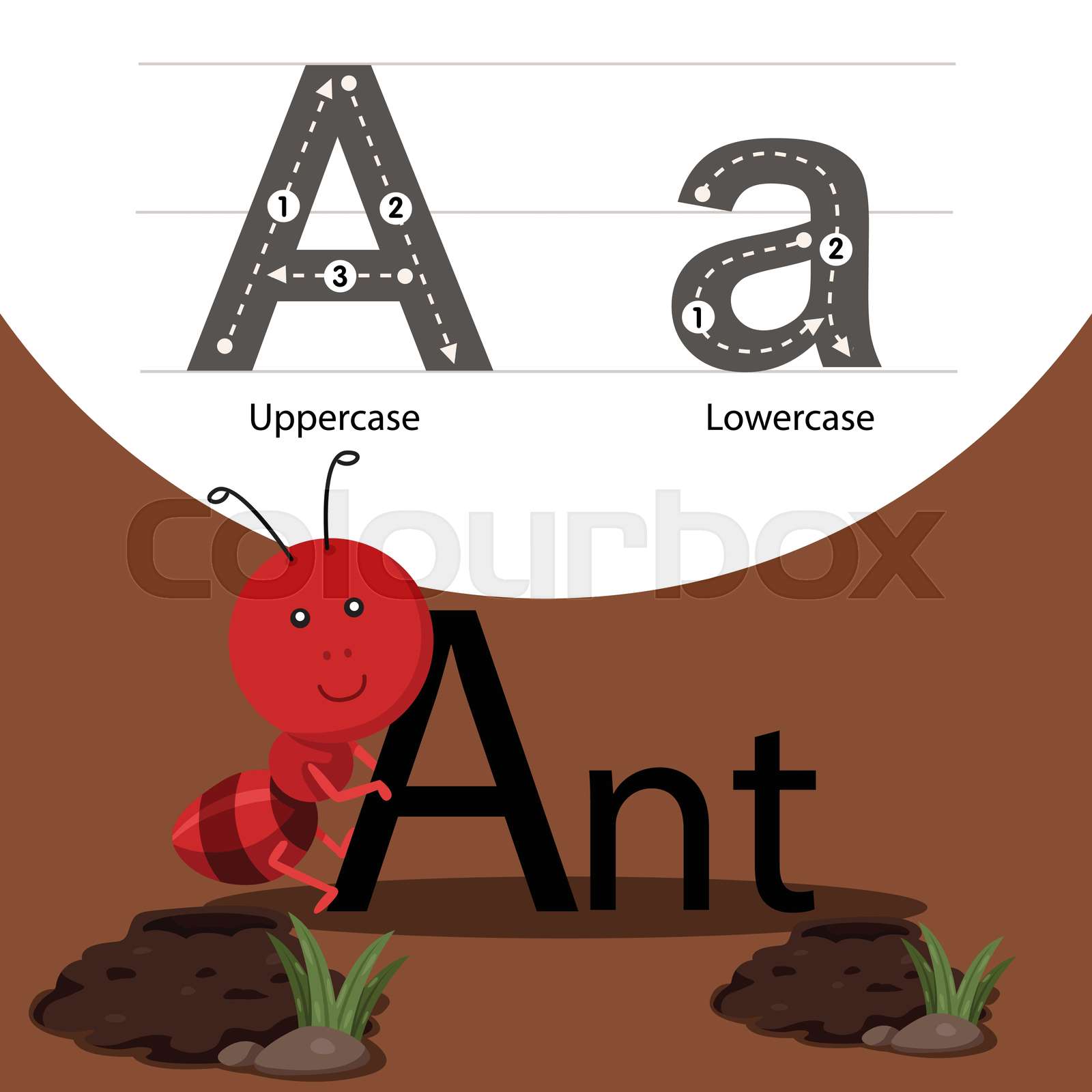 Illustrator of ant with a font | Stock vector | Colourbox