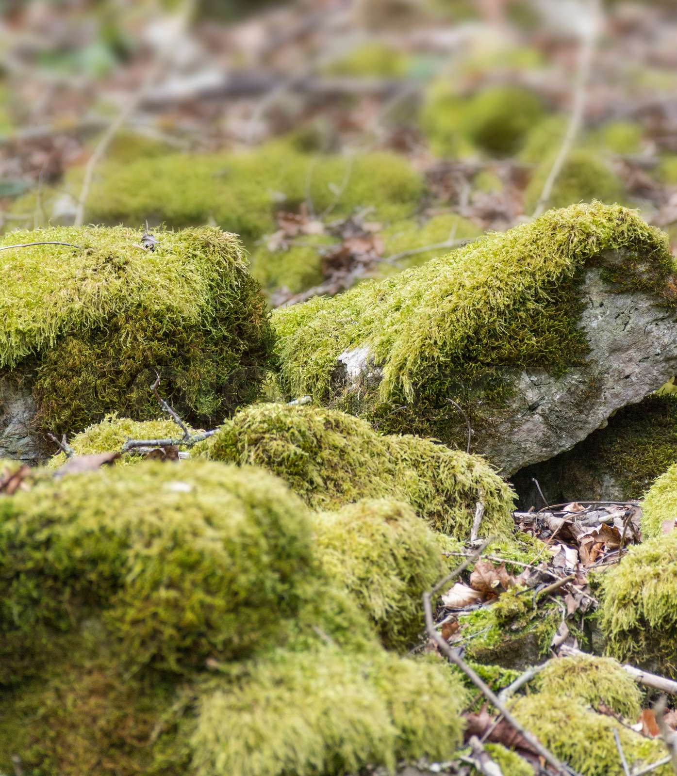 mossy overgrown pebbles | Stock image | Colourbox