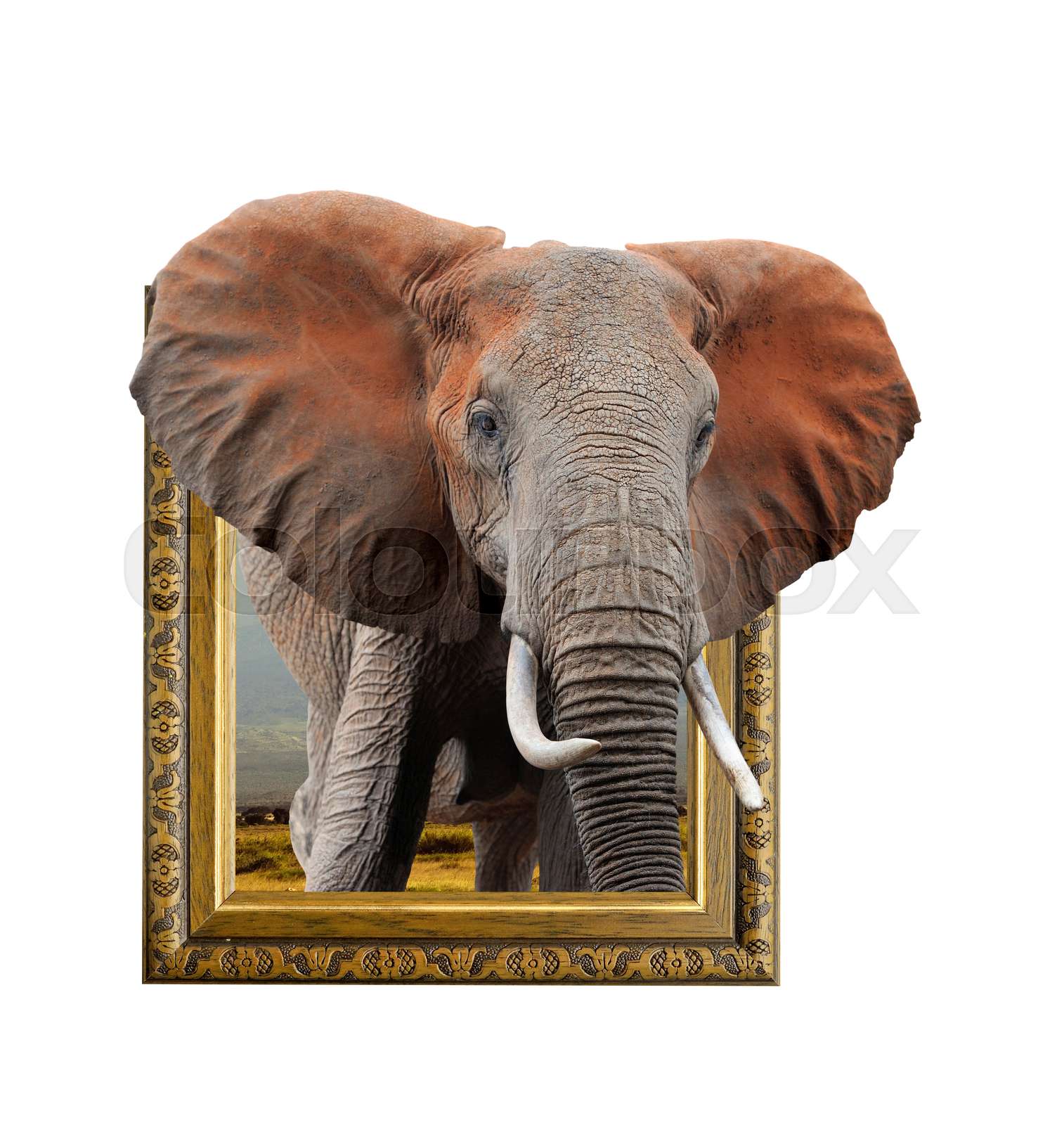 Elephant in frame with 3d effect | Stock image | Colourbox