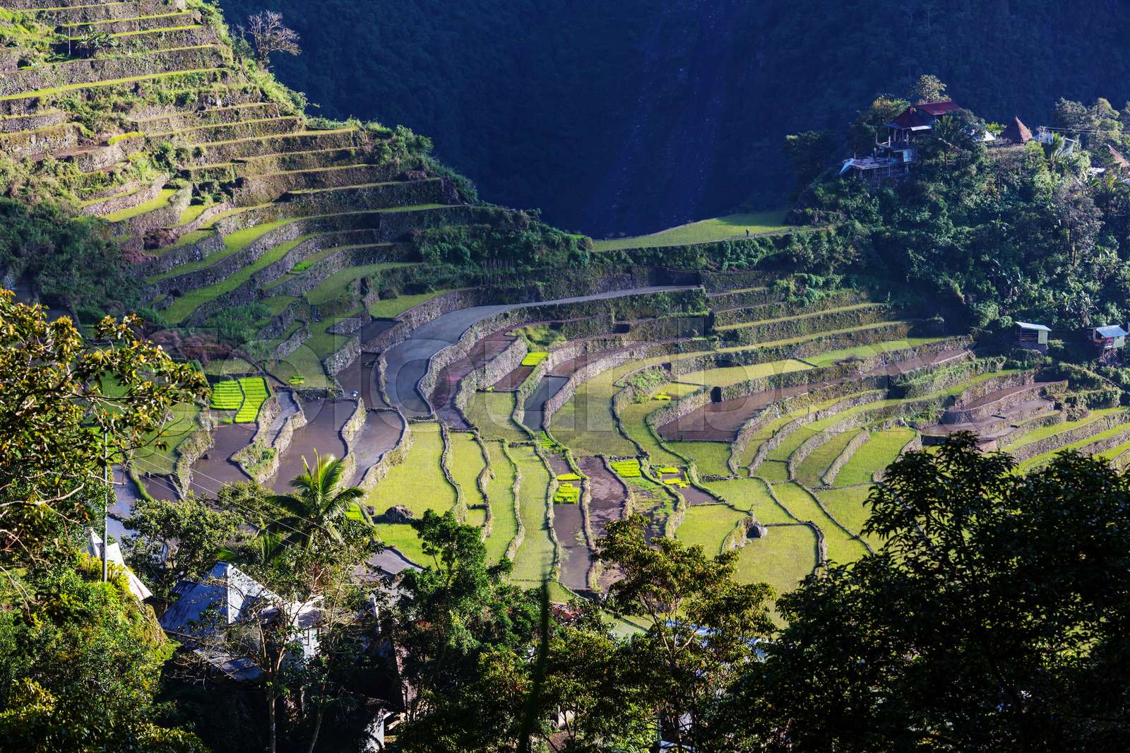 Rice terraces | Stock image | Colourbox