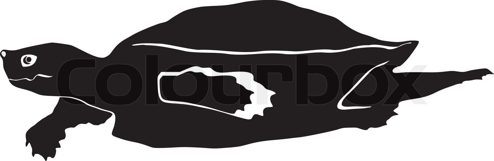 loggerhead turtle | Stock vector | Colourbox