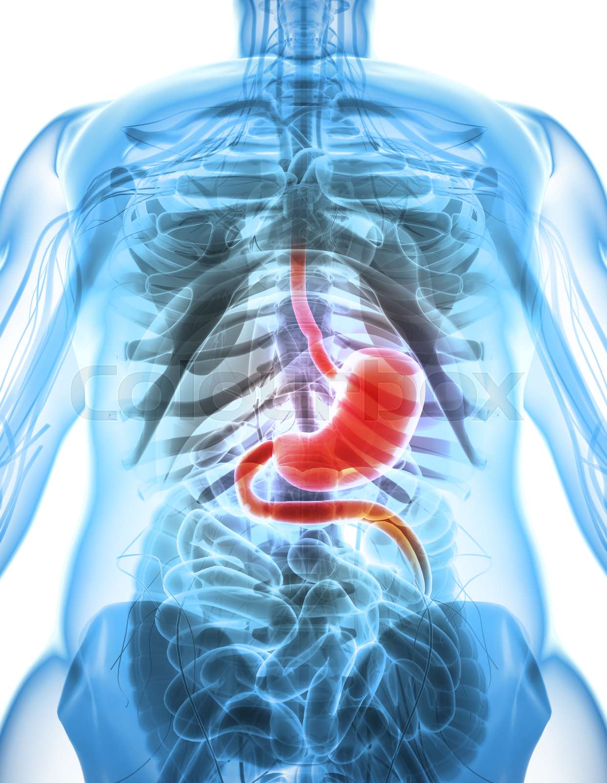 3D illustration of Stomach. | Stock image | Colourbox