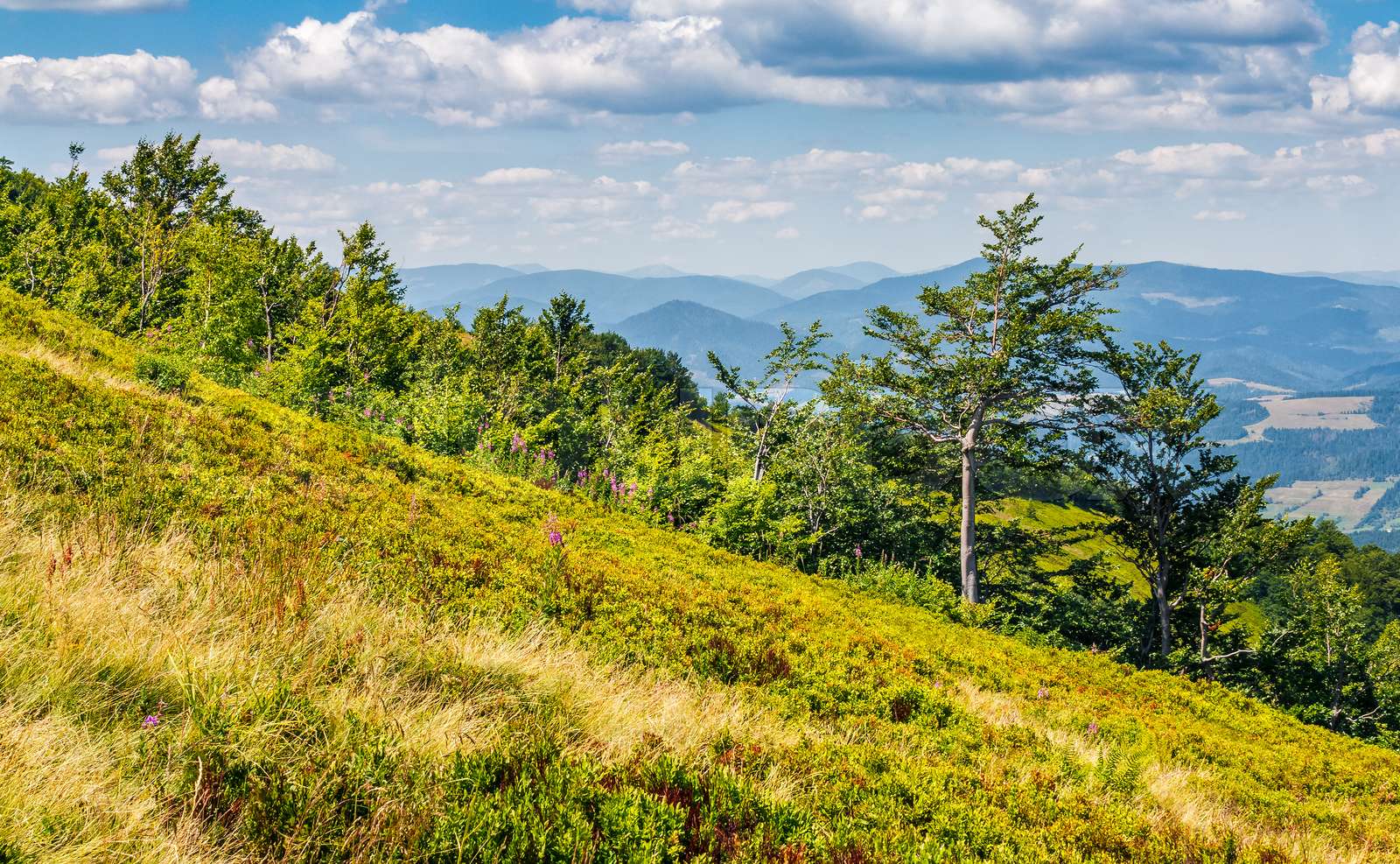 forest on a mountain hill side | Stock image | Colourbox