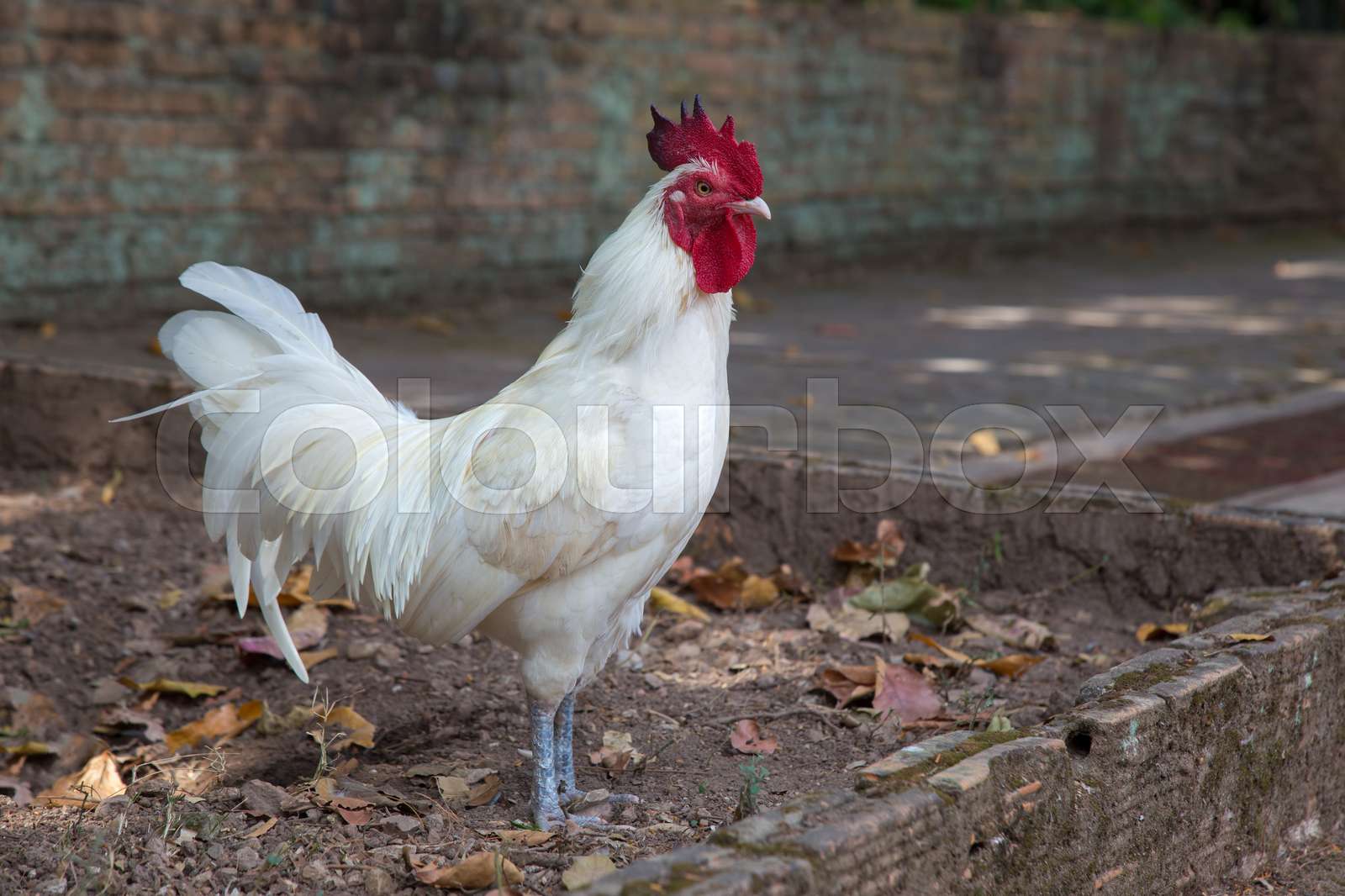 White rooster | Stock image | Colourbox