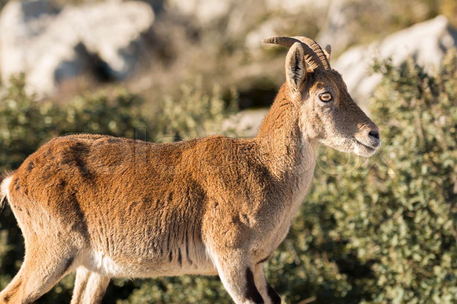 Ibex goat in rocky mountain | Stock image | Colourbox