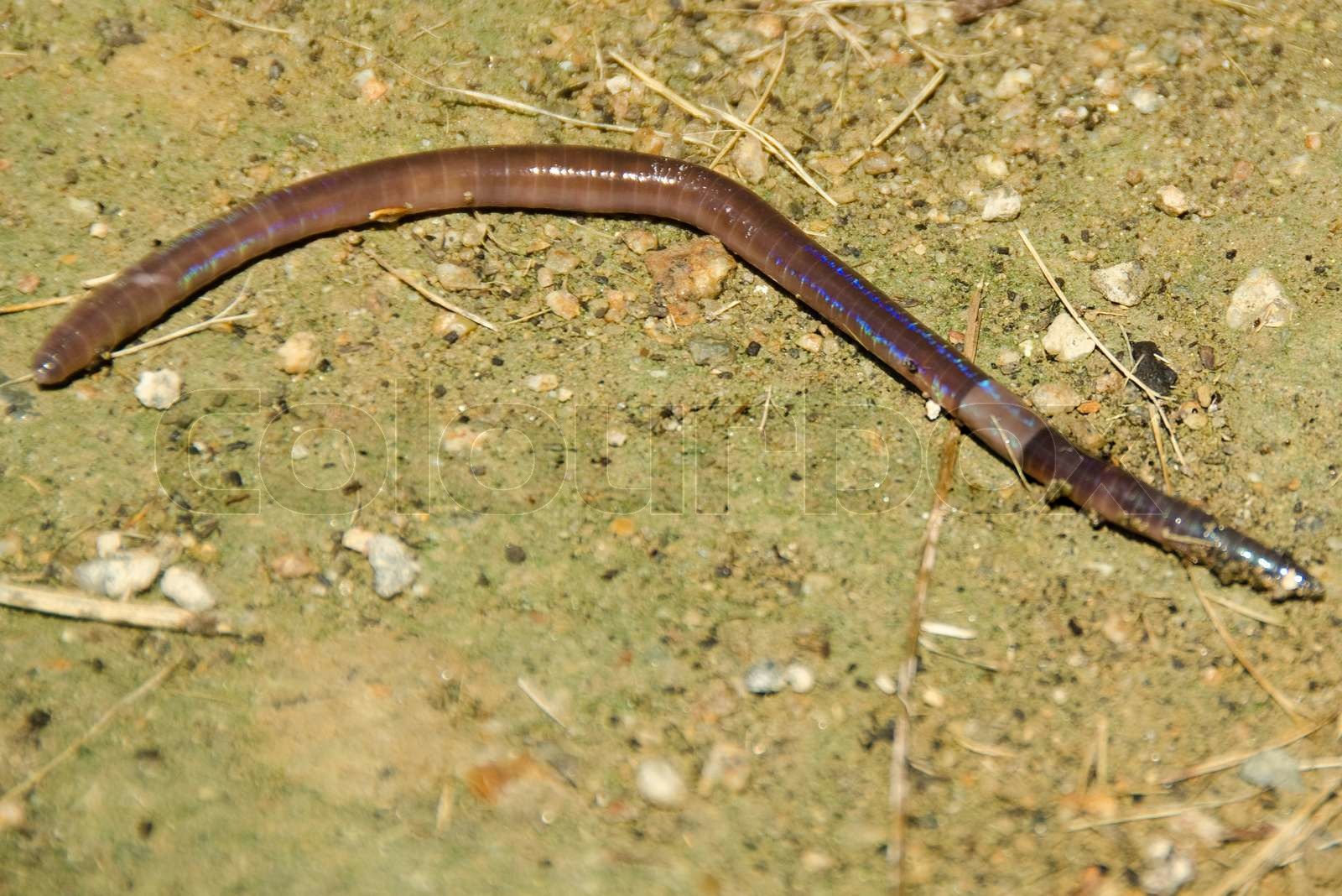 Shiny brown earthworm lying on soil | Stock image | Colourbox