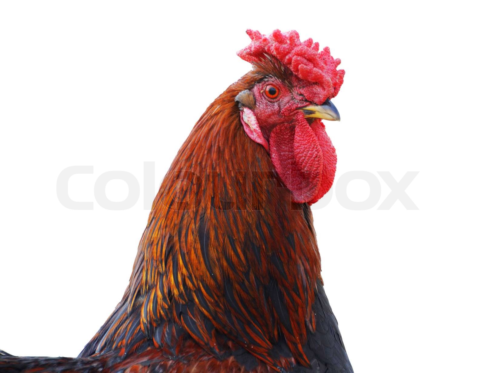 Head of ruster close up isolated over white | Stock image | Colourbox