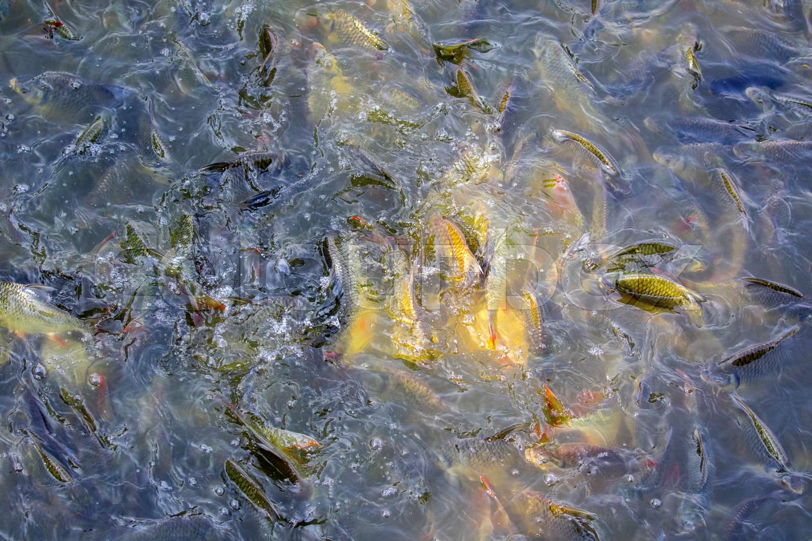 Image of a fish herd in the water(Java barb, Silver barb). Aquatic ...