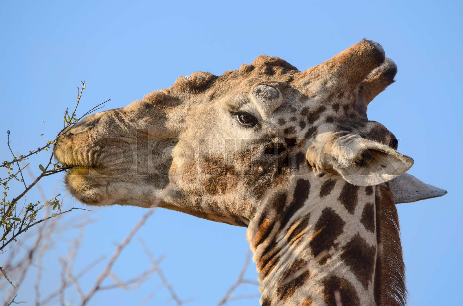 giraffe portrait | Stock image | Colourbox