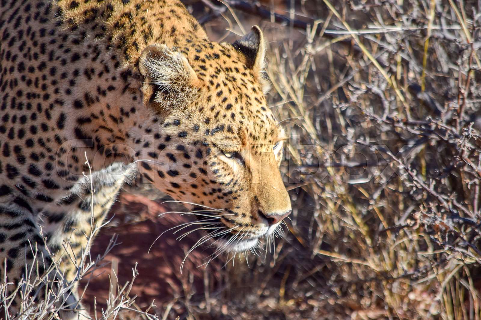 Leopard in Namibia | Stock image | Colourbox