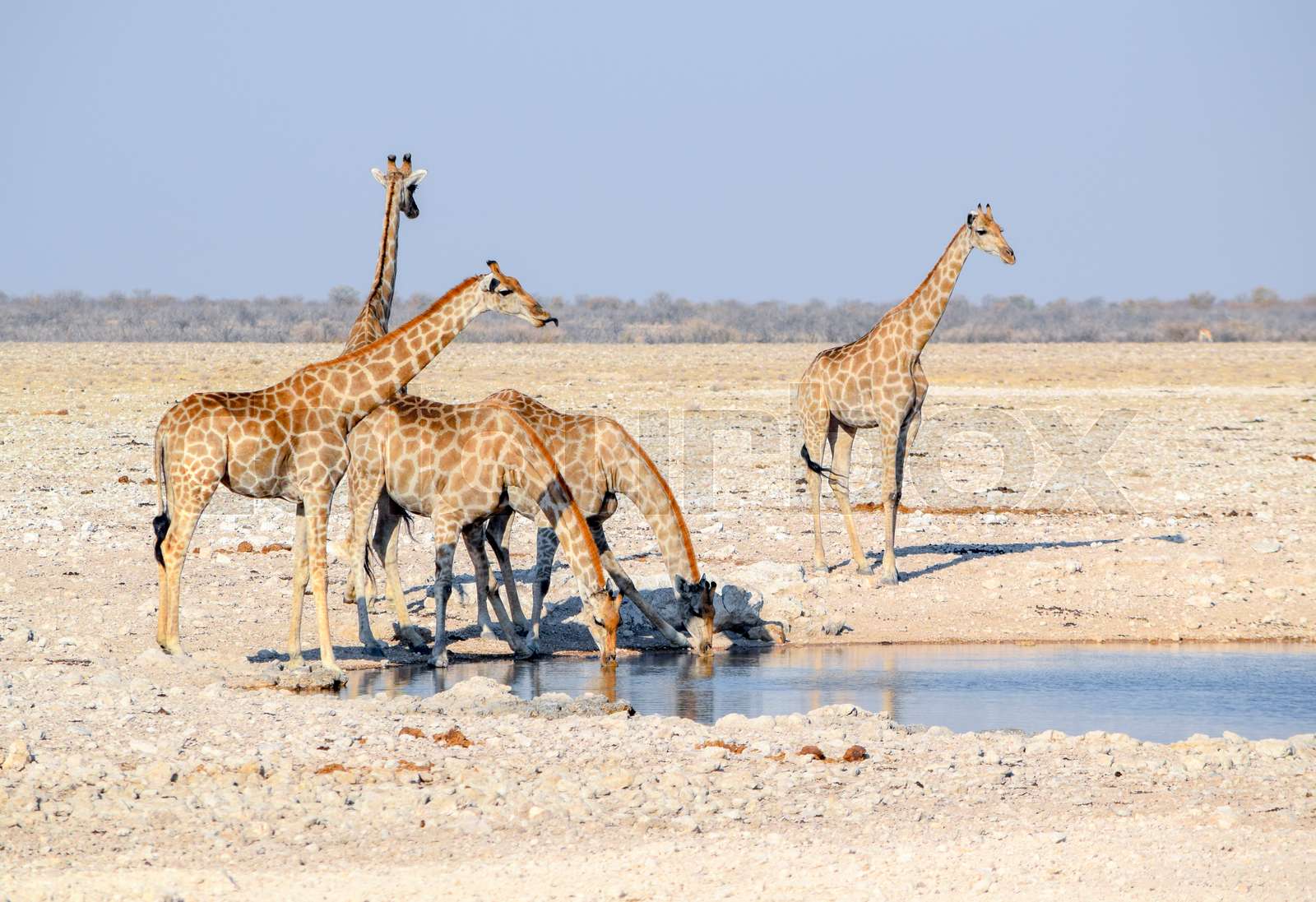 giraffes in Namibia | Stock image | Colourbox