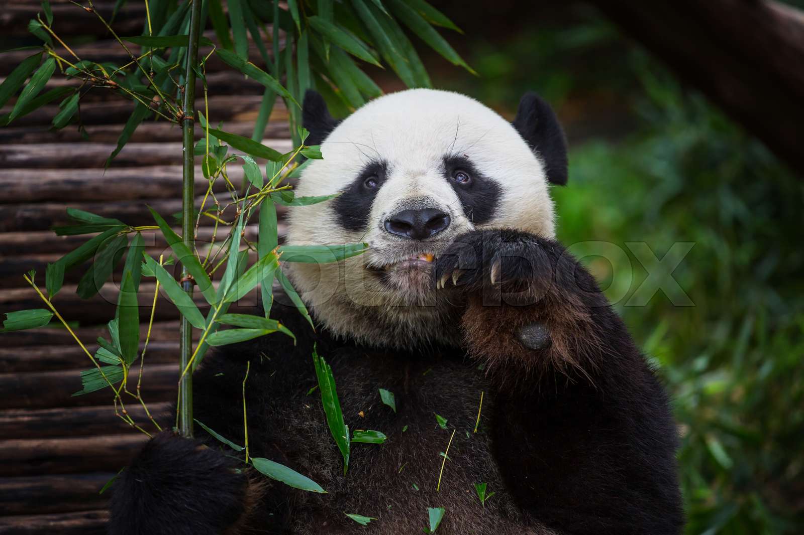 Panda | Stock image | Colourbox