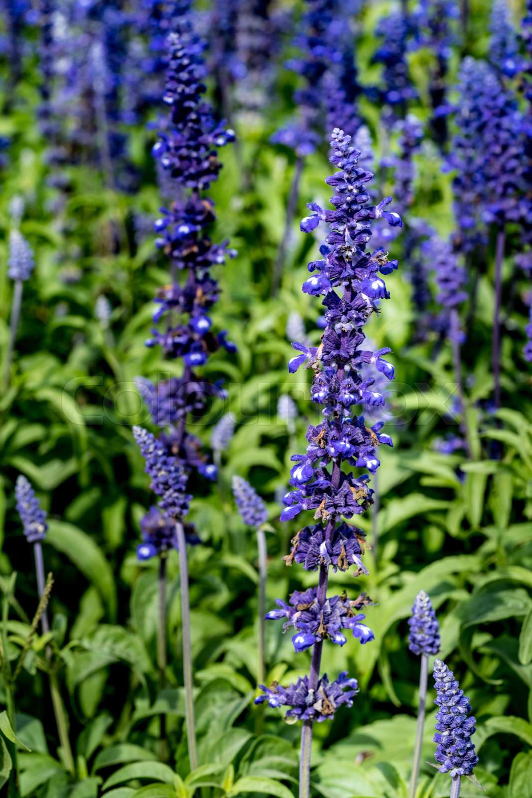 Blue salvia flowers | Stock image | Colourbox