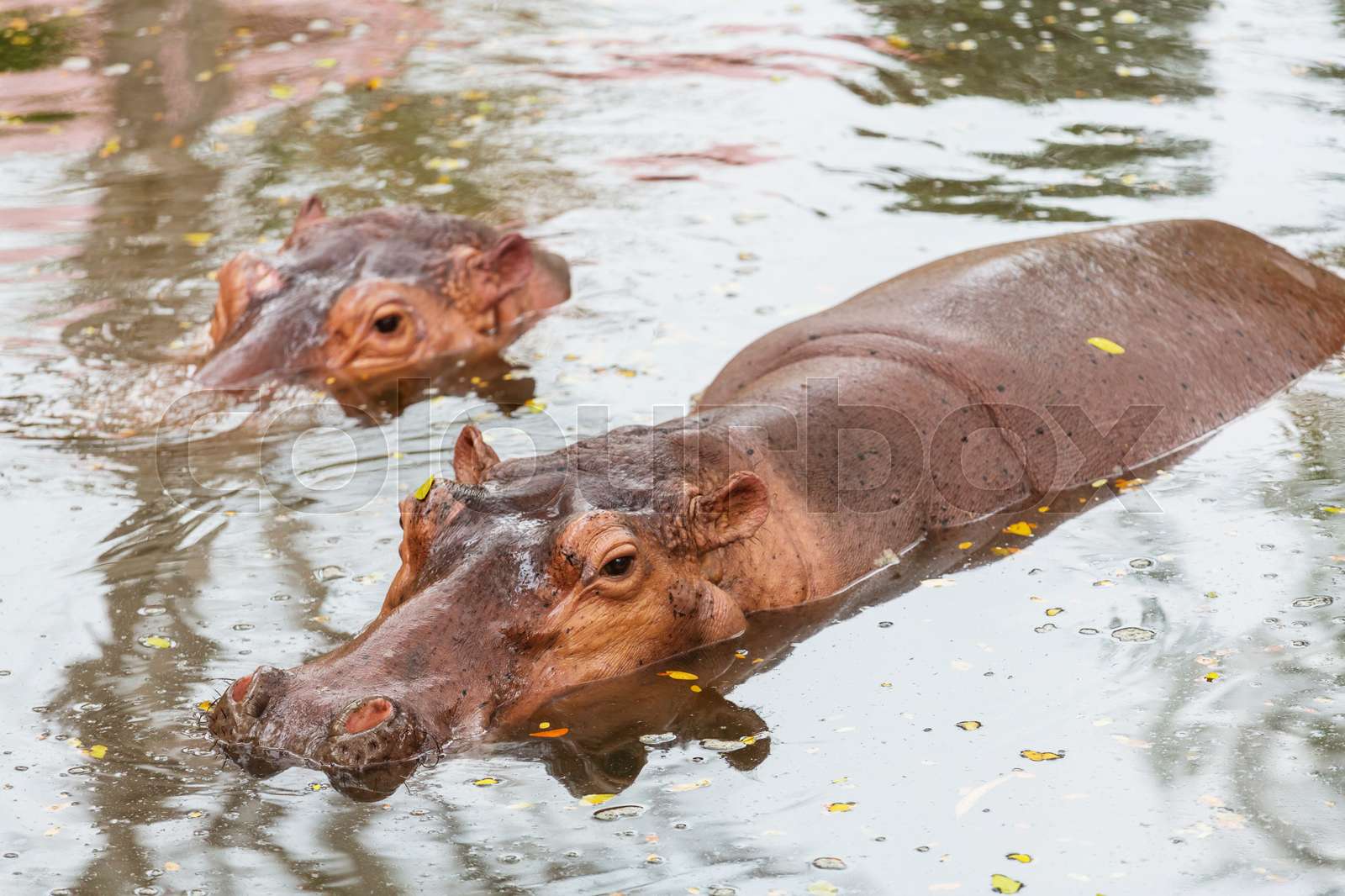 Hippo | Stock image | Colourbox