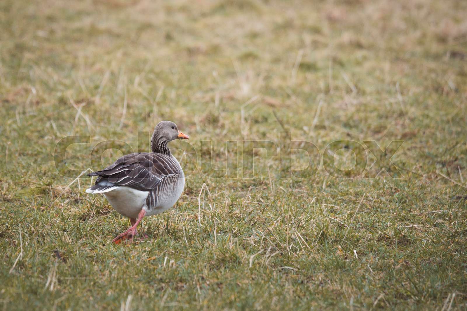Goose with grey feathers | Stock image | Colourbox