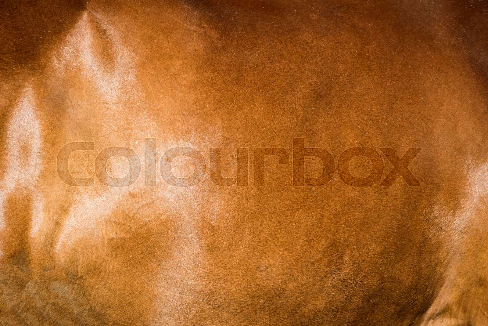 Horse skin texture | Stock image | Colourbox