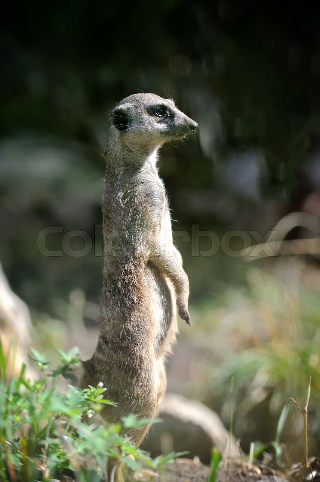 Meerkat standing upright | Stock image | Colourbox