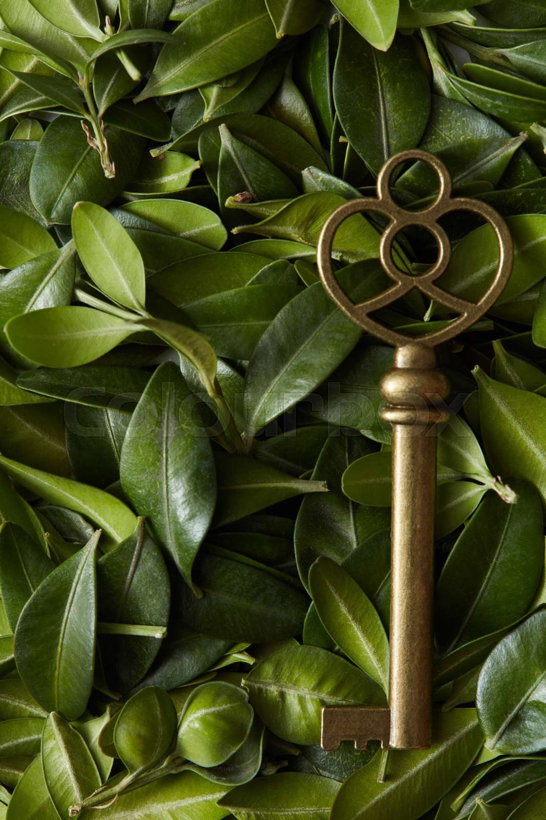 Green leaves and key | Stock image | Colourbox