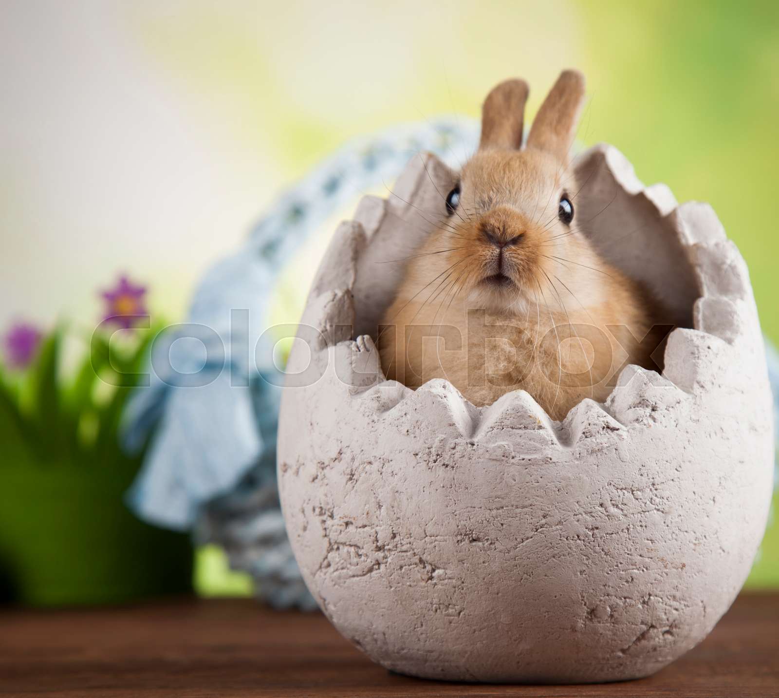 Spring baby bunny | Stock image | Colourbox