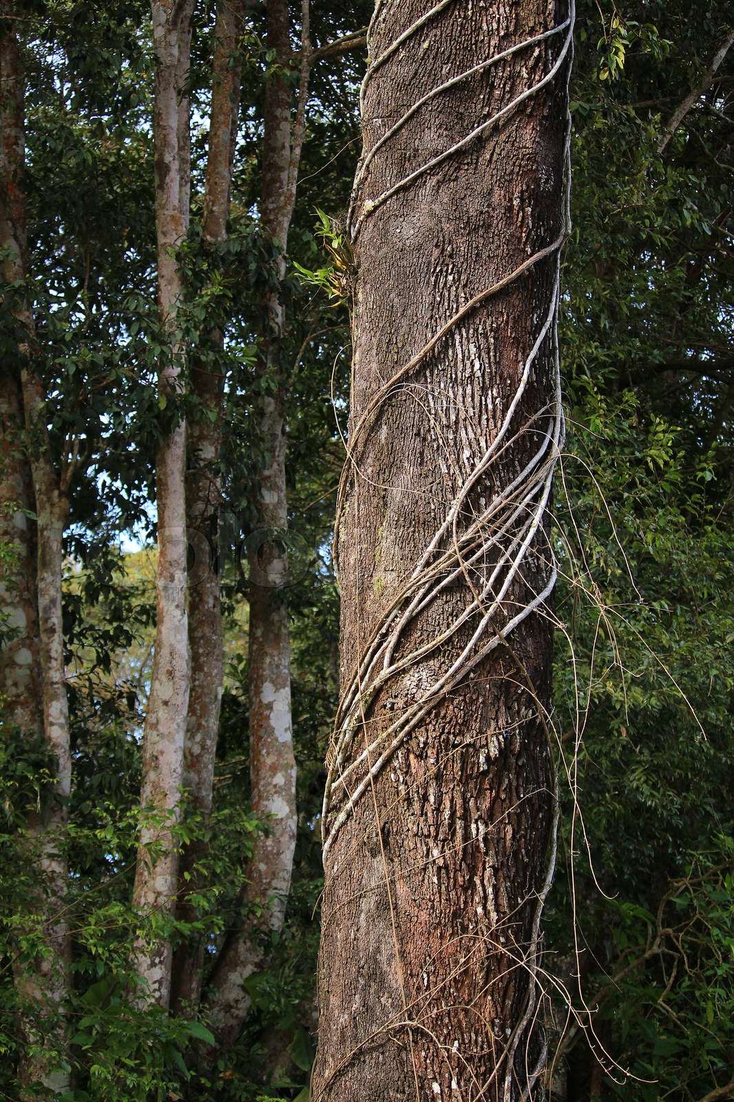 Tropical rainforest jungle vine wrapping around tree | Stock image ...