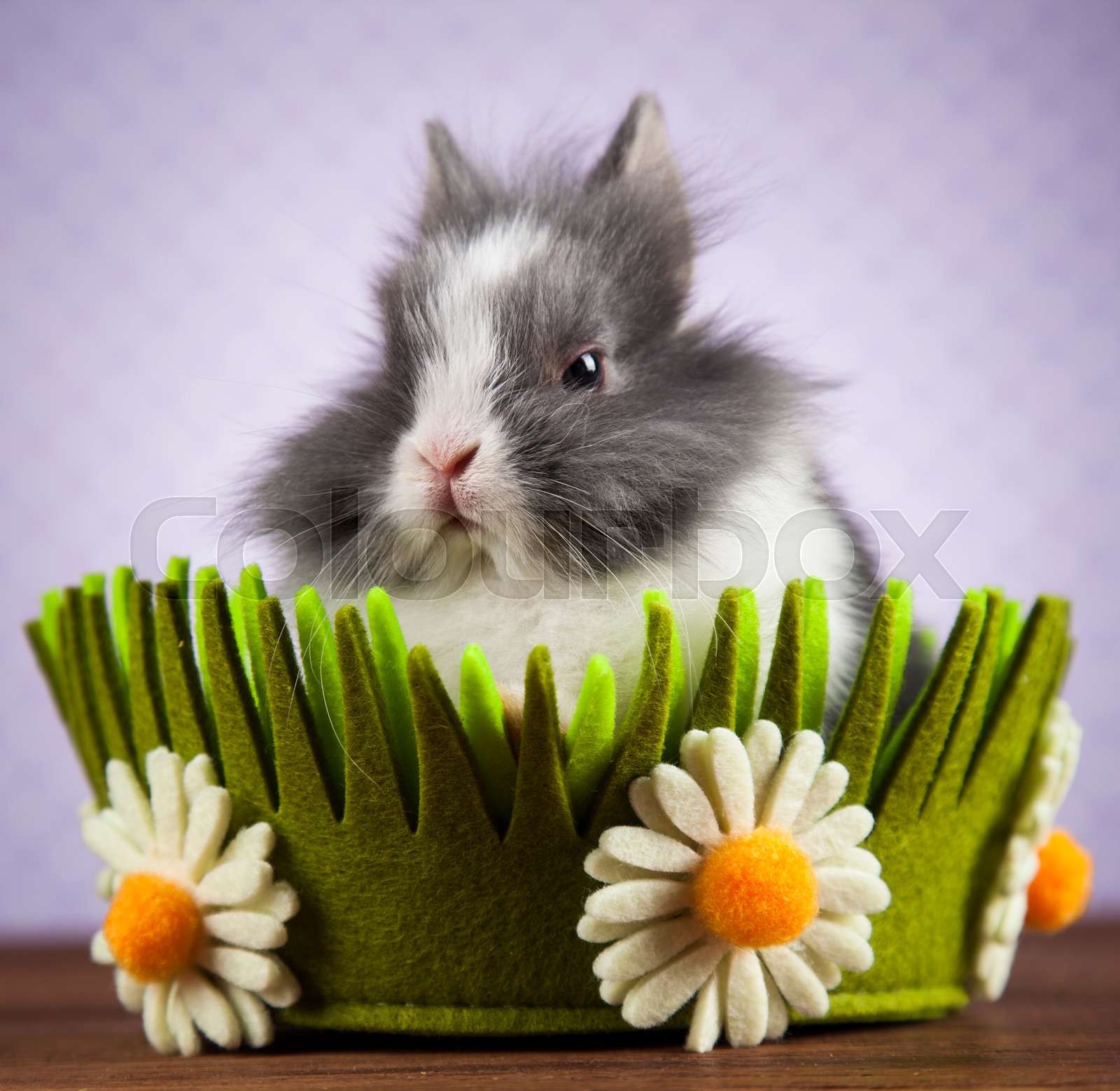 Happy easter, Baby bunny | Stock image | Colourbox