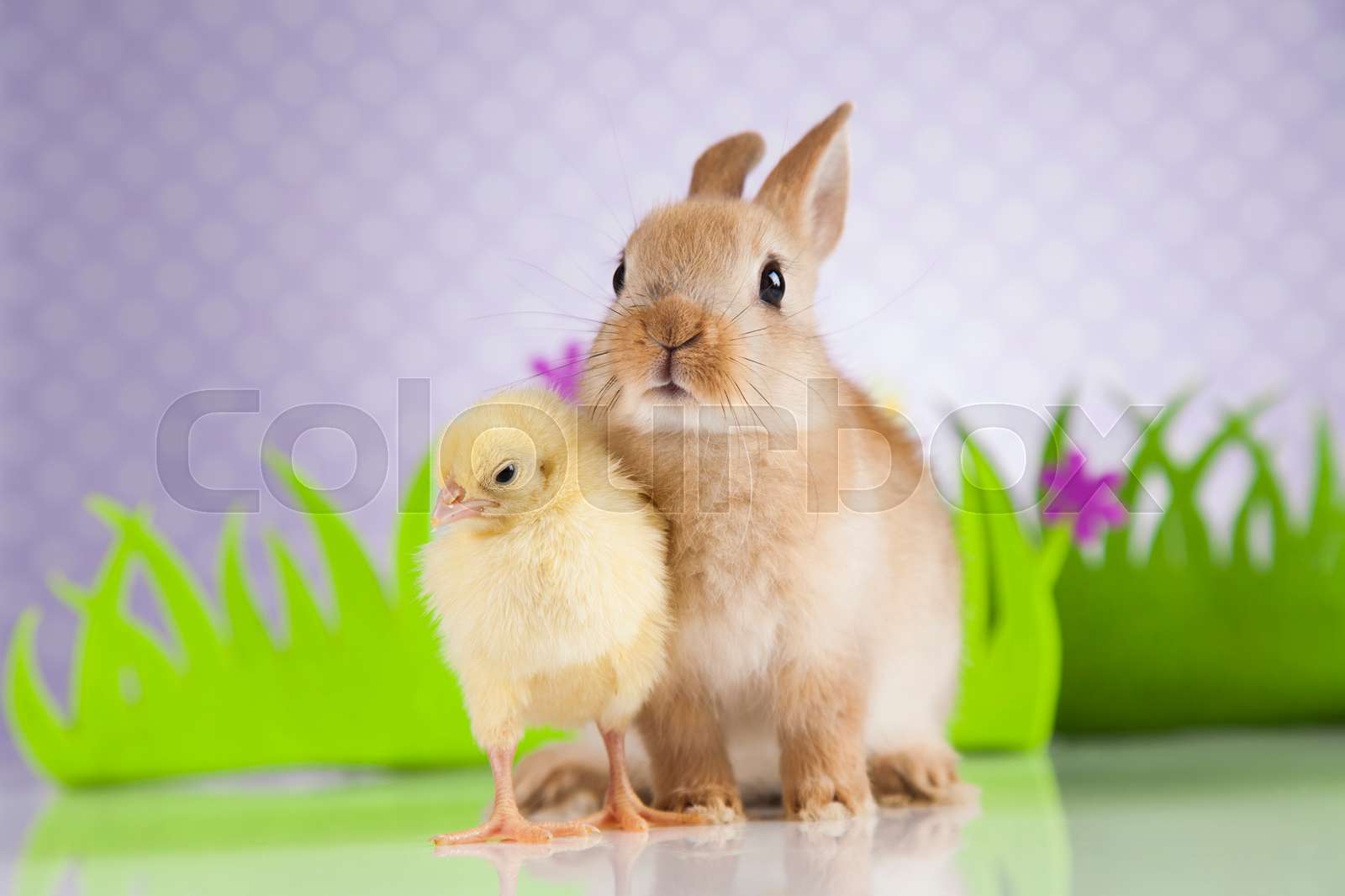 Easter Bunny and Chick | Stock image | Colourbox