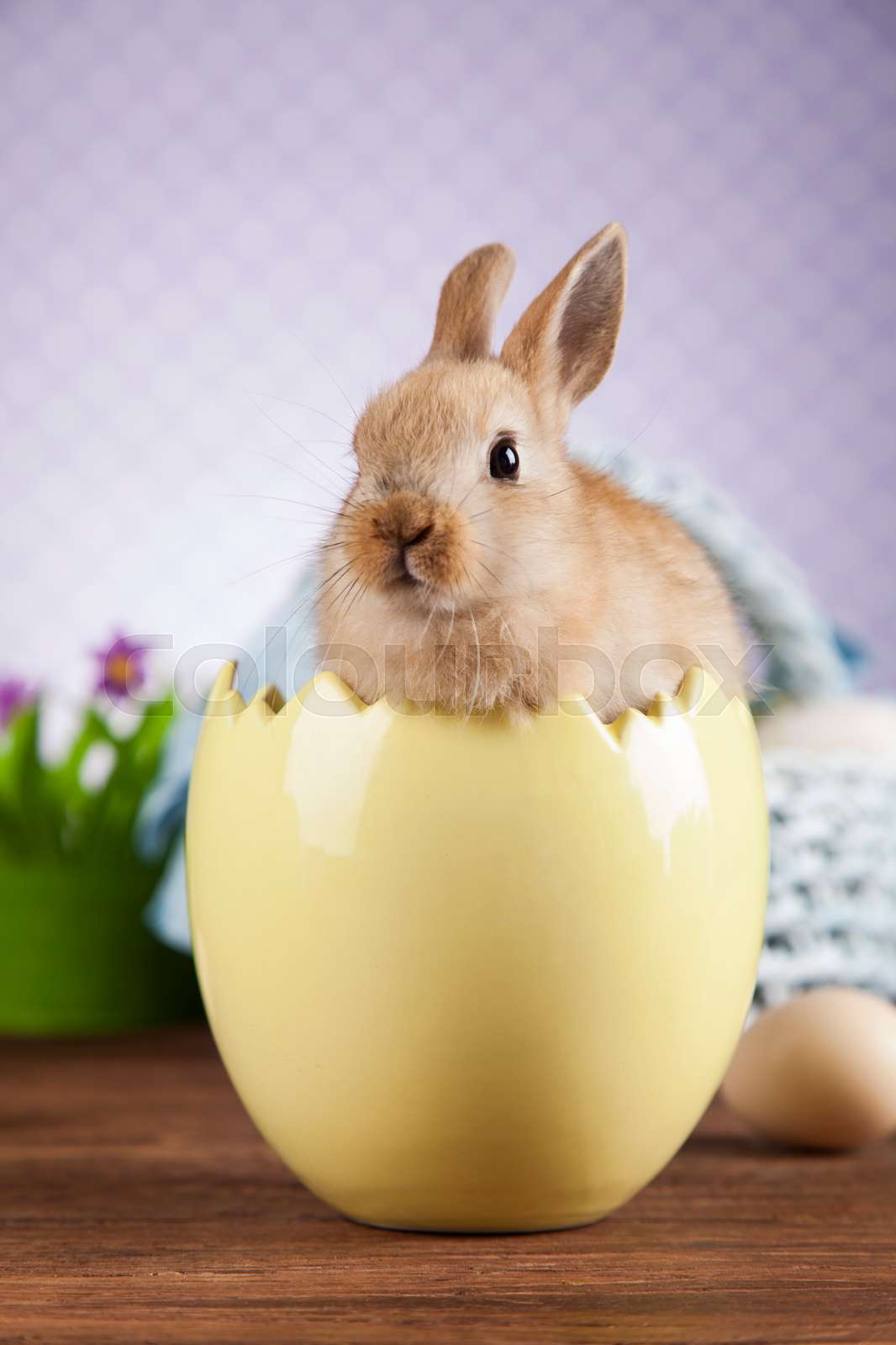 Bunny, rabbit and easter eggs | Stock image | Colourbox