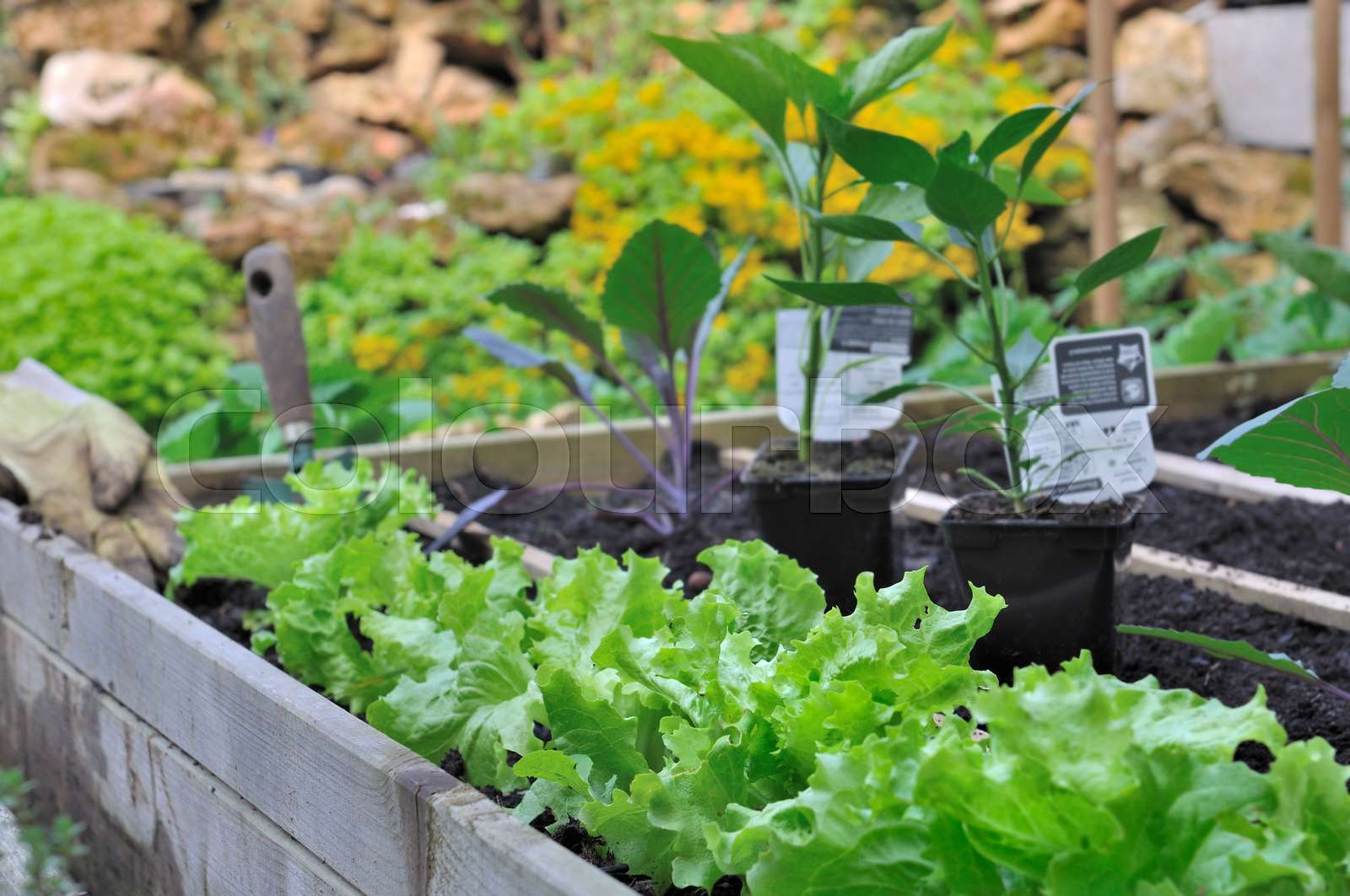 vegetables plants in patch | Stock image | Colourbox