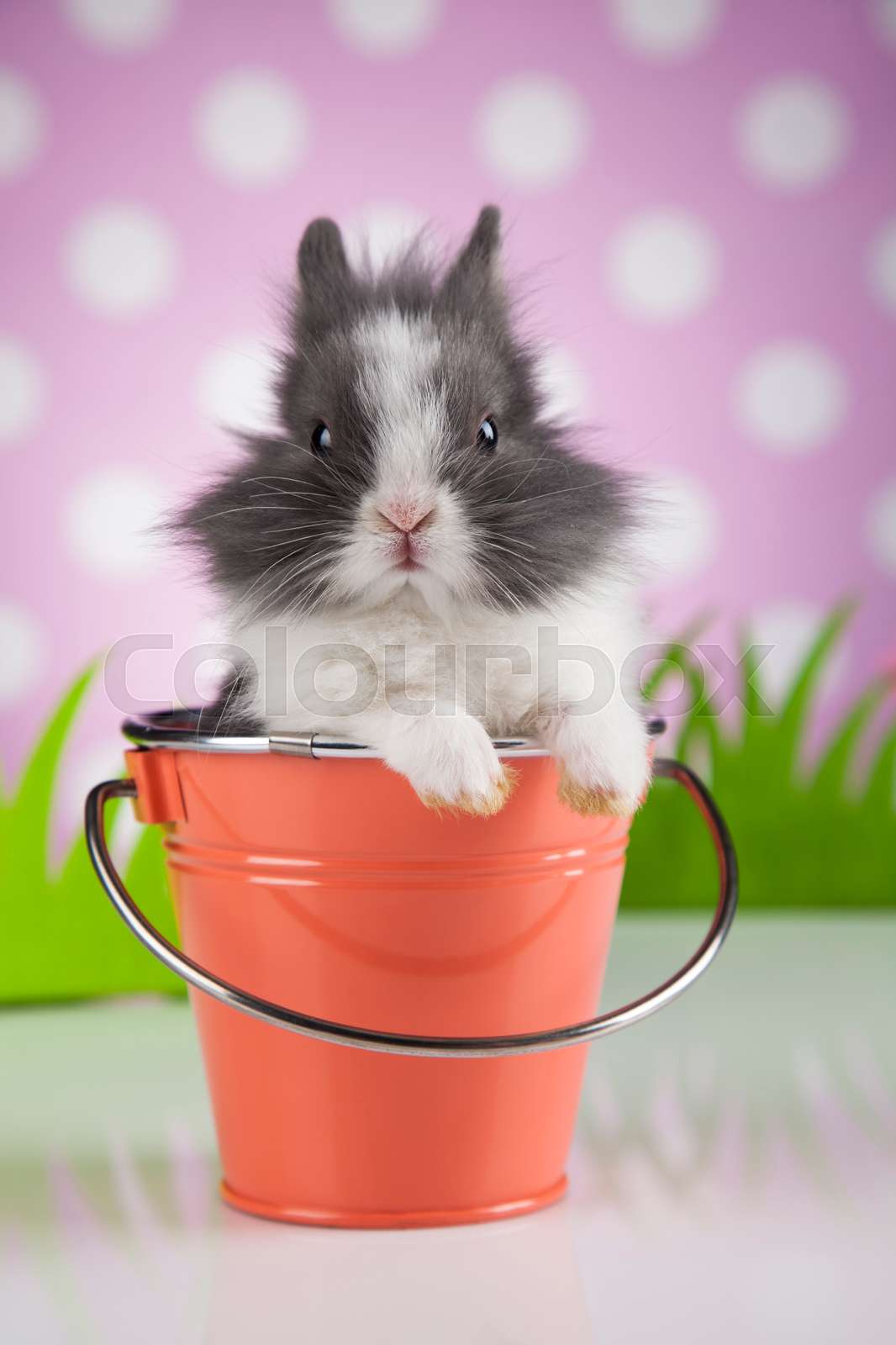 Happy easter, Baby bunny | Stock image | Colourbox
