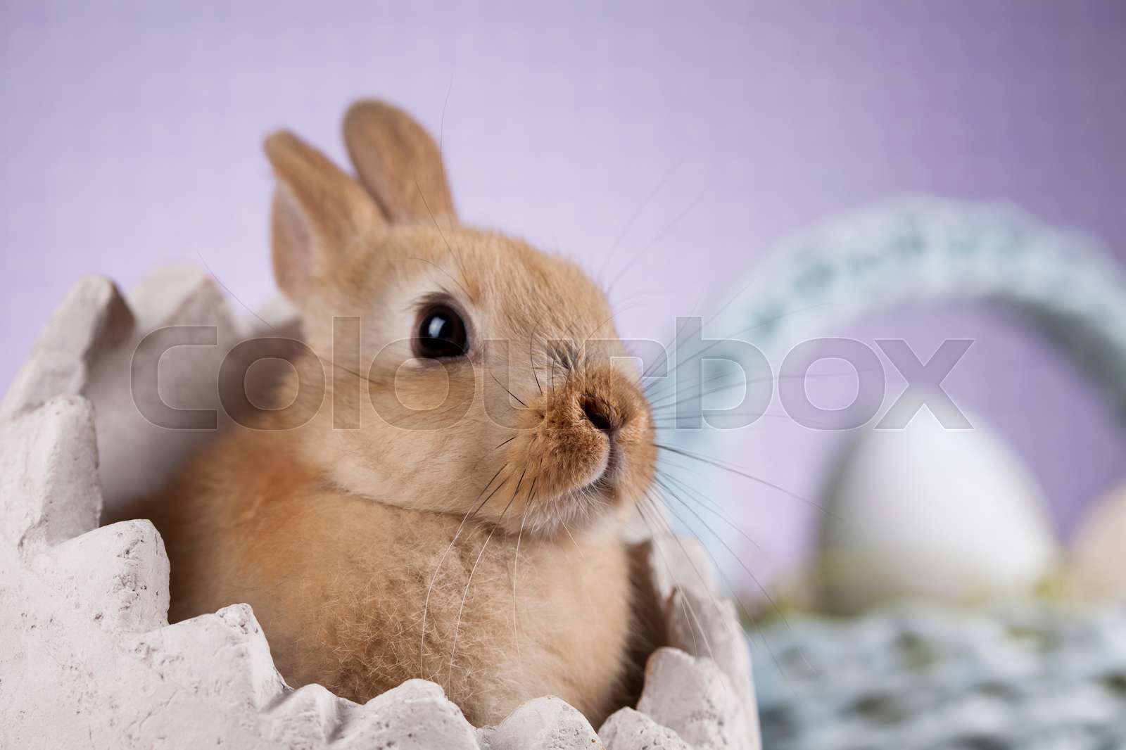 Bunny, rabbit and easter eggs | Stock image | Colourbox