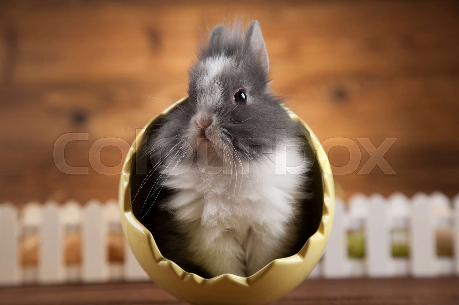 Rabbit and easter eggs | Stock image | Colourbox